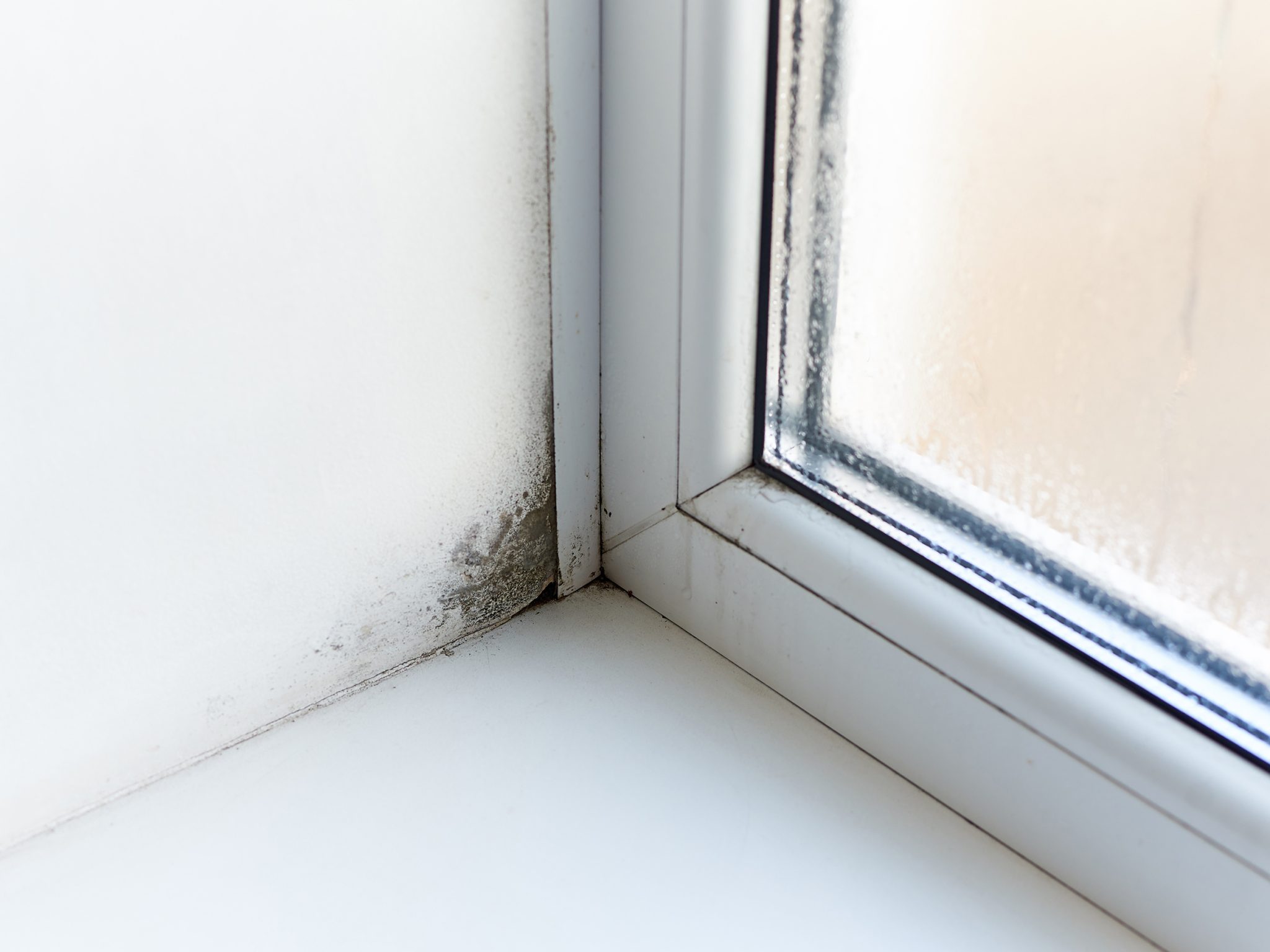 8 Ways to Avoid Mold and Mildew in Office Spaces - N & A Commercial ...
